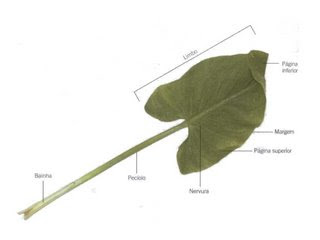 Os TPC' s da Andreia...: Folhas