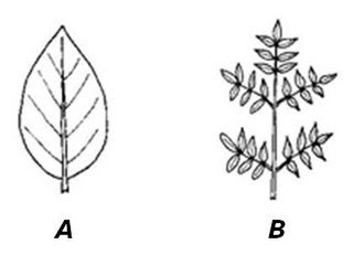 Os TPC' s da Andreia...: Folhas