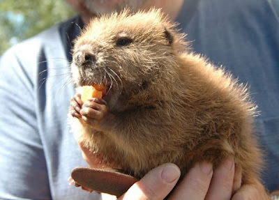 Ciência às Cores: Os bebés mais esquisitos: