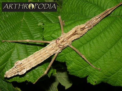 Arthropodia Phasmes