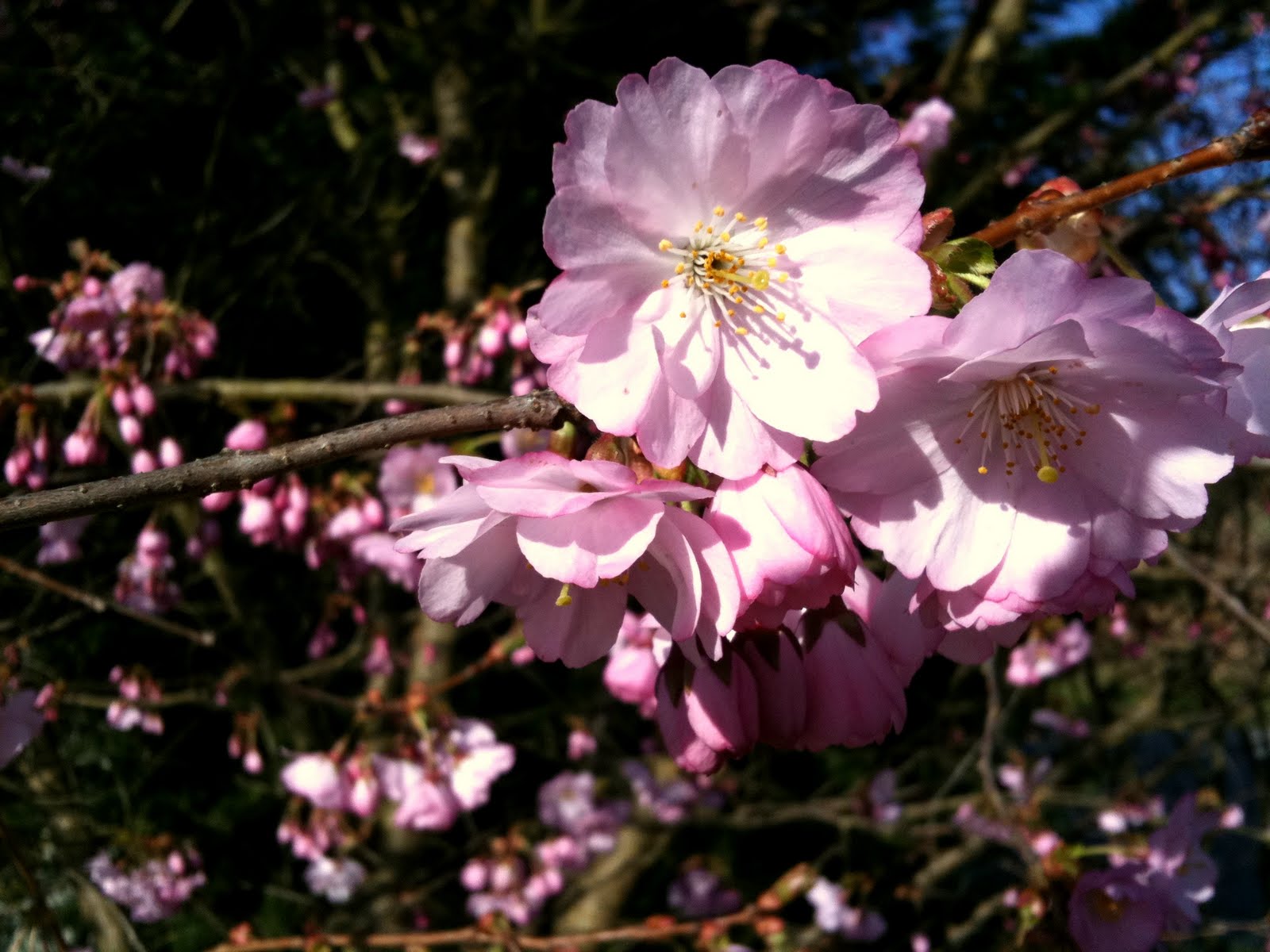 Stacte, Onycha, Galbanum And Frankincense