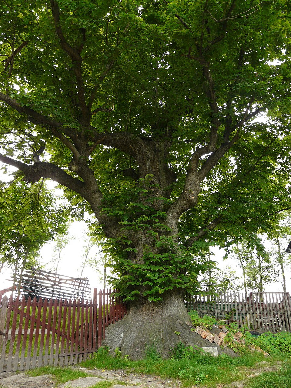 Oldest Trees Najstarsze Drzewa: Lipa w Kopańcu / Lime in Kopaniec