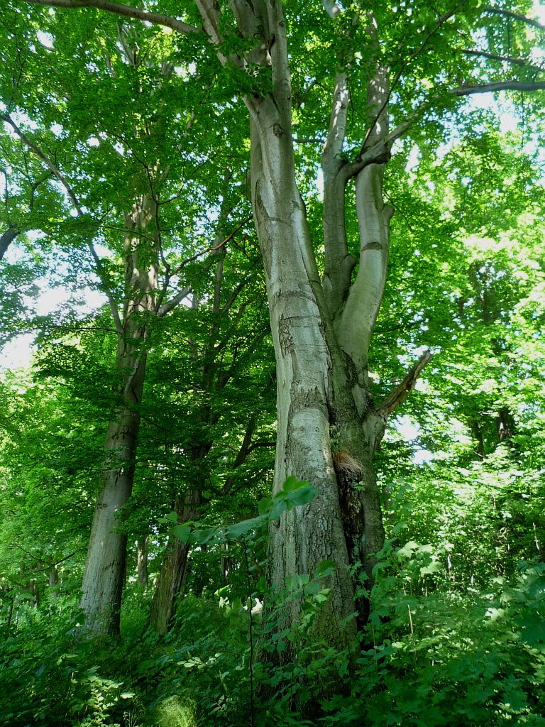 Oldest Trees Najstarsze Drzewa: Maciejowiec (Matzdorf) - buki przy ...