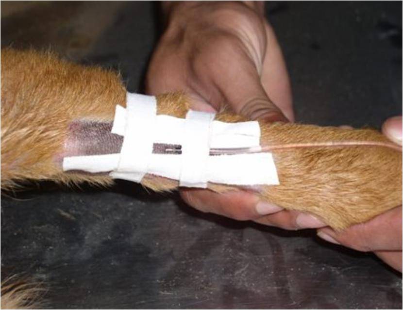 Veterinary Practice: Intravenous Catheterization Techniques & Taping ...
