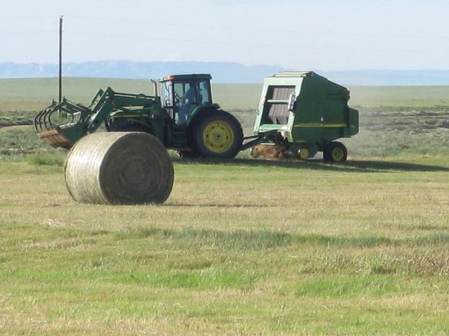 Gumbo Lily: Make hay while the sun shines...