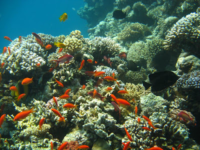 Plongée à la mer rouge: Poissons divers