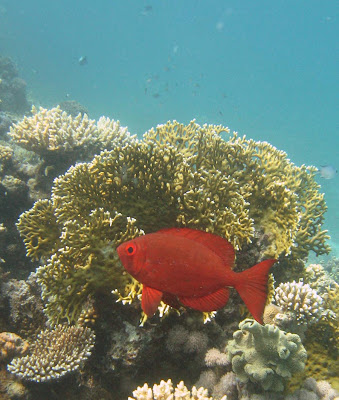 Plongée à la mer rouge: Gros poisson rouge