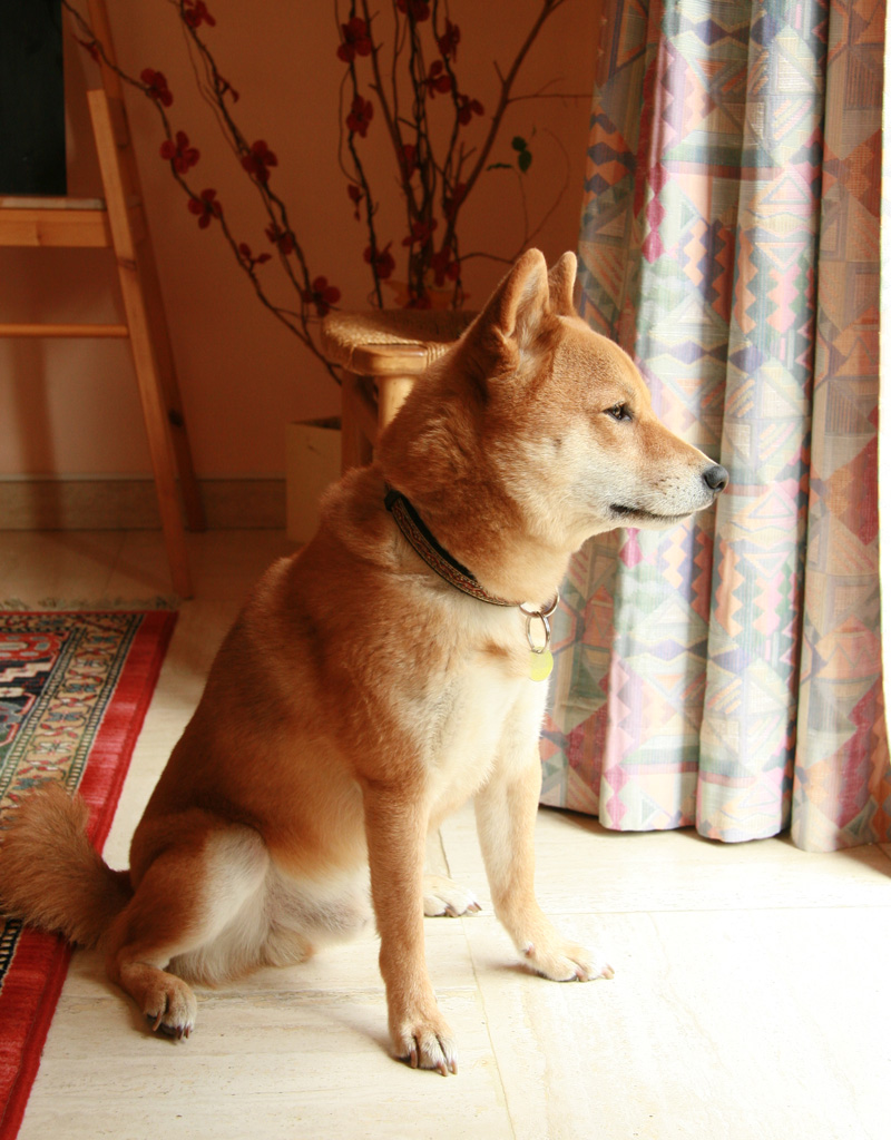 The blog of my Japanese Shiba Inu dogs
