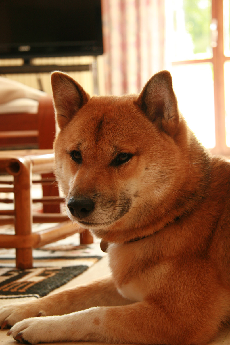 The blog of my Japanese Shiba Inu dogs