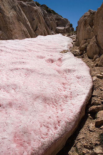 Today in Social Sciences...: Watermelon snow