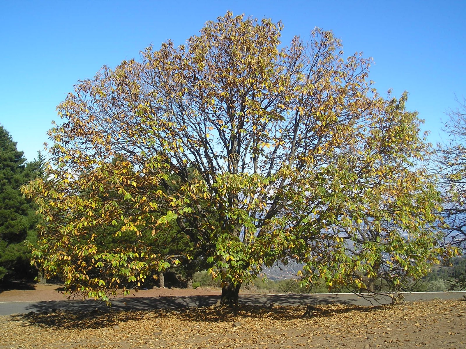 CANARII: ACTUALIDAD CURSOS ANTERIORES