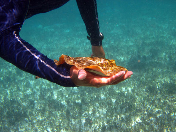 Moving to Mexico: Snorkeling Among a Cornucopia of Colorful Fish at the ...