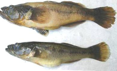 Jabonga, Agusan del Norte, Philippines: 200911