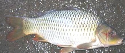 Jabonga, Agusan del Norte, Philippines: 200911