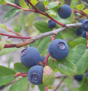 Get Out North Idaho: Huckleberry Season Roundup