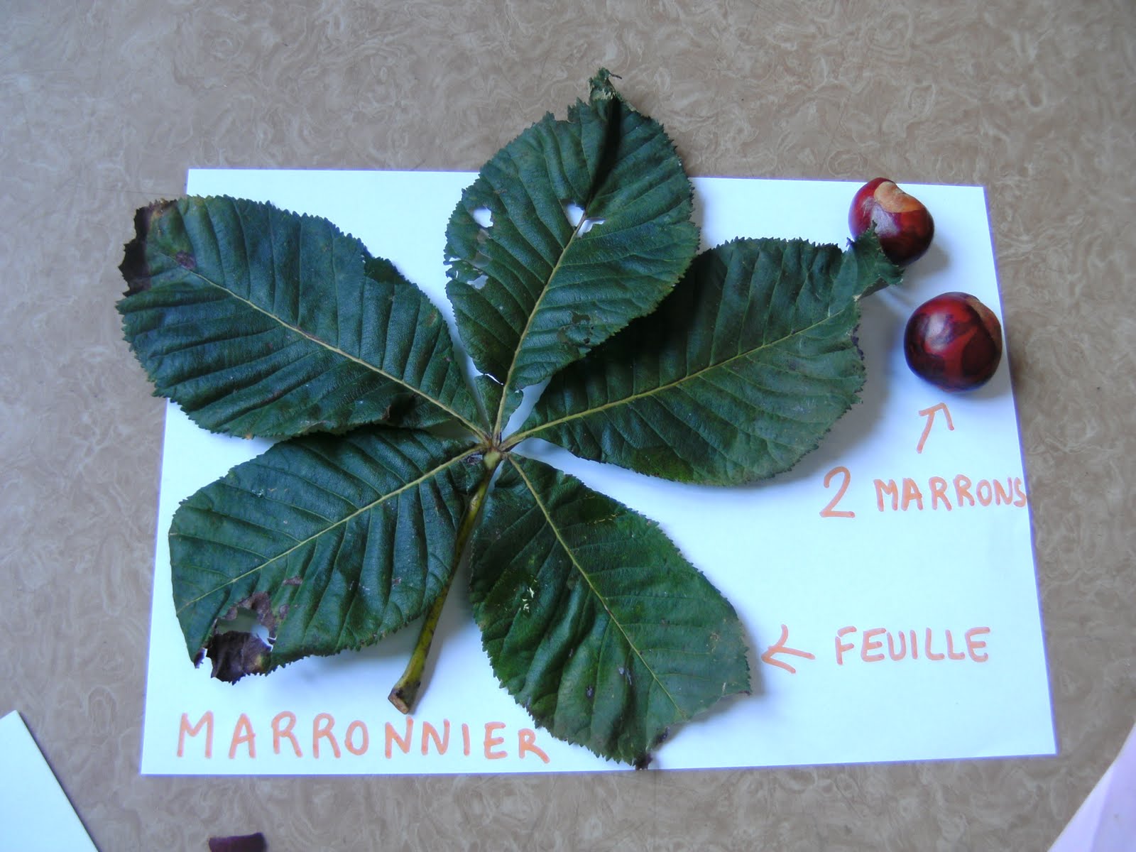 Site du RPI Chaudeney / Pierre la Treiche: marronnier à la manière de ...