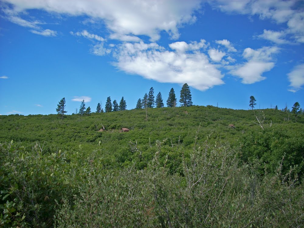 Happy Trails: Limbaugh Canyon Loop