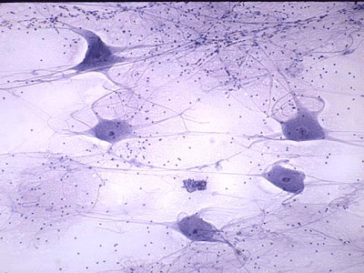 Histology Slides: Neural Tissue
