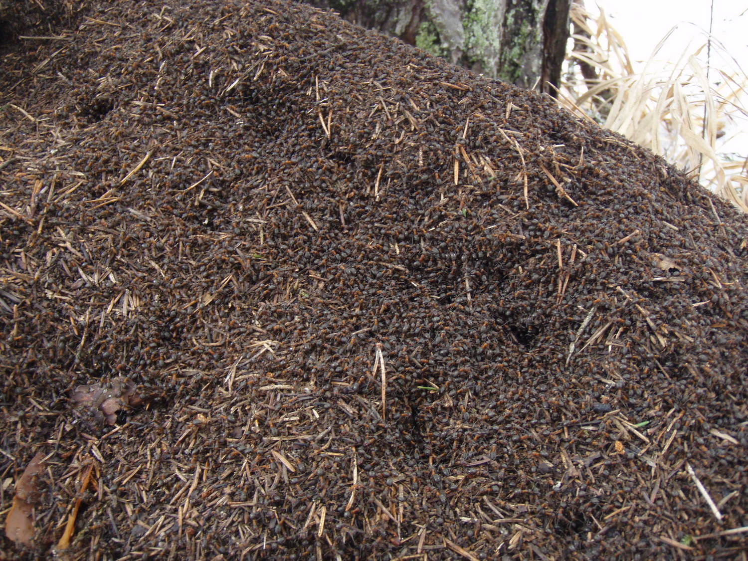 Metsast, soost ja merelt..: Sipelgapesa