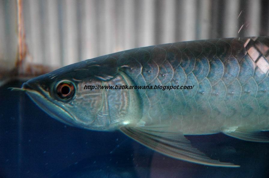 Batik Arowana 图 腾 金 龙: March 2010