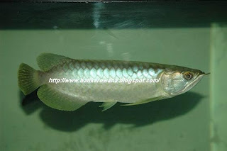 Batik Arowana 图 腾 金 龙: Juvenile Batik Arowana