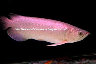Batik Arowana 图 腾 金 龙: 15" Batik Arowana