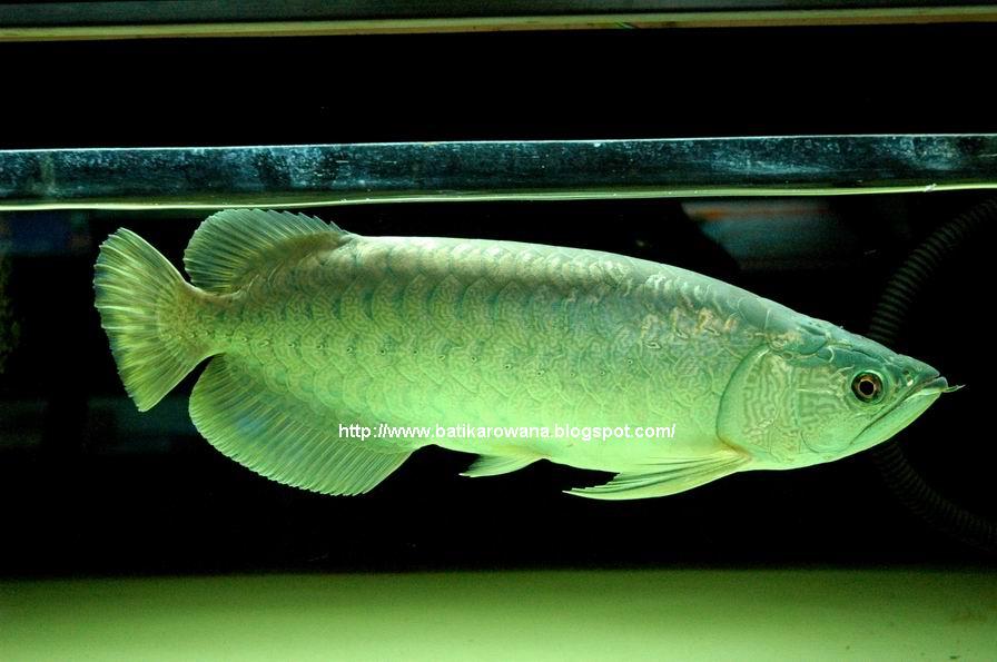 Batik Arowana 图 腾 金 龙: 16" ++ Batik Arowana