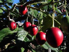 HEALTH Benefits of Tamarillo fruit | KEYAN