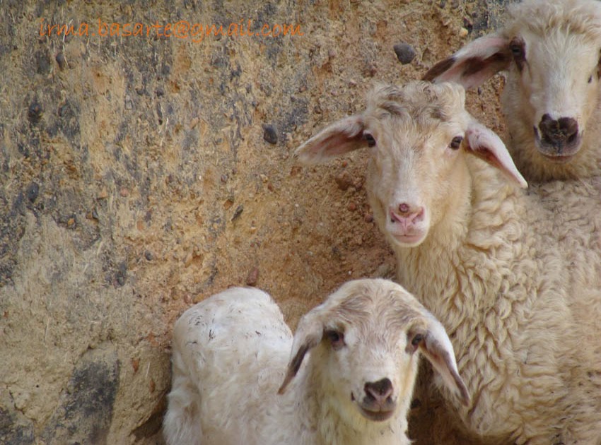 La utopía del día a día: ¿Tan borregos y borregas somos?