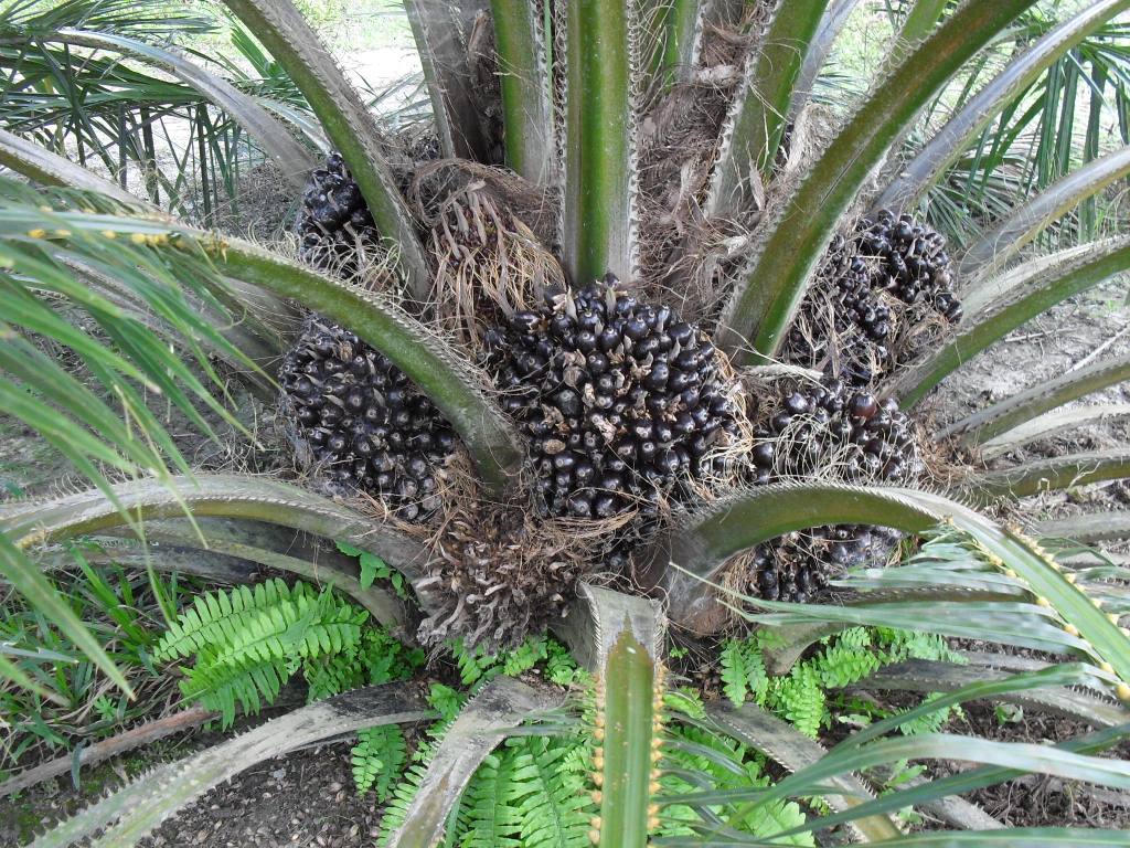 Elaeis guineensis: Dicari Investor Kelapa Sawit