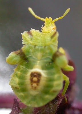 Piedmont NC Gardening: Ambush Bug Phymatidae PHYMATA Nymph