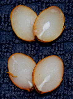 Deerfield Diary: Legend of the Persimmon Seed