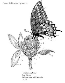 Polinizacion de Flores por insectos. ( 1 Parte) - Jardineria en el ...