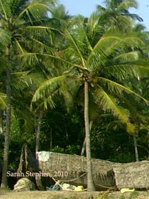 Kitchen Operette: Tender Coconut Soufflé