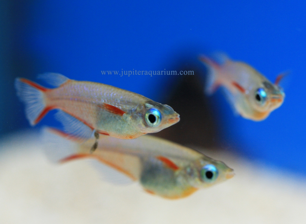 fish for tanks: oryzias woworae