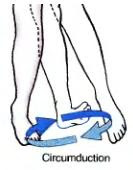 Learn Anatomy Online: Terms of movement