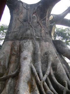 rupam sarma { xhobdo }: Few of the man-made trees at Mahamaya Snaanghat ...