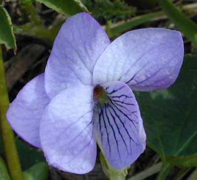 plants: Alaska Violet Pictures
