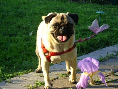 HICK CHIC: It's Robert Plant's birthday! And, it's my dog's birthday too!