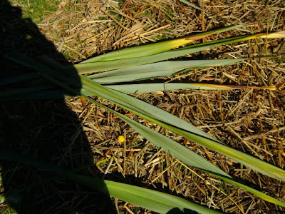 Un mundo de totora: 6. Pita o soga