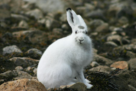 rabbit dan dot dot dot: info arnab