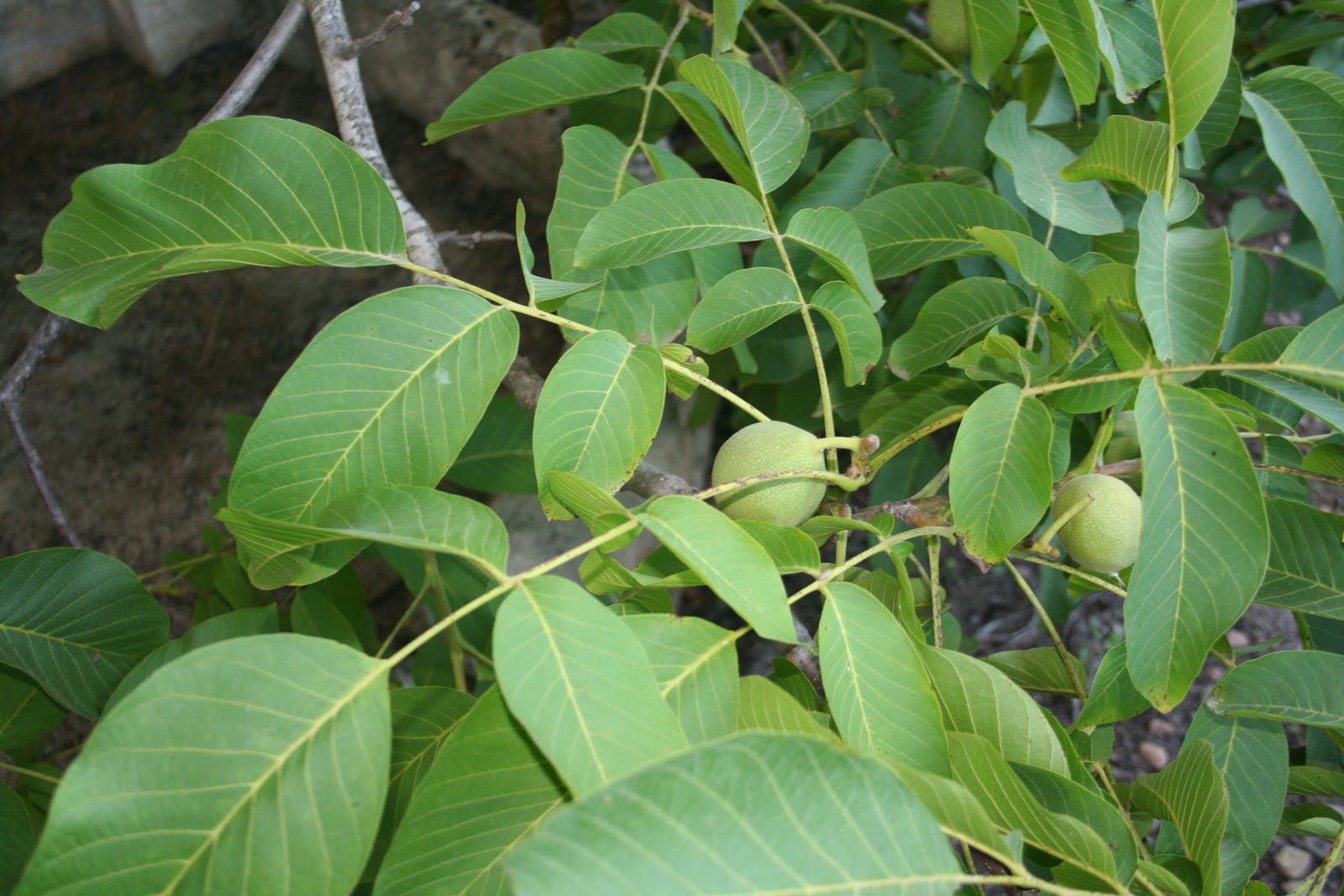 Villa San Vincenzo: James Gallimore - Pictures of the Garden