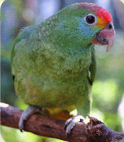 Diviertete y disfrutalo: diciembre 2010