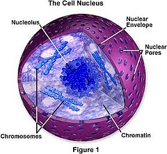 Nukleus | BIOLOGIPEDIA