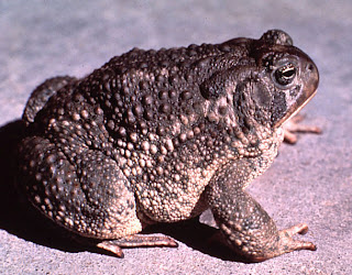 Amphibia | BIOLOGIPEDIA