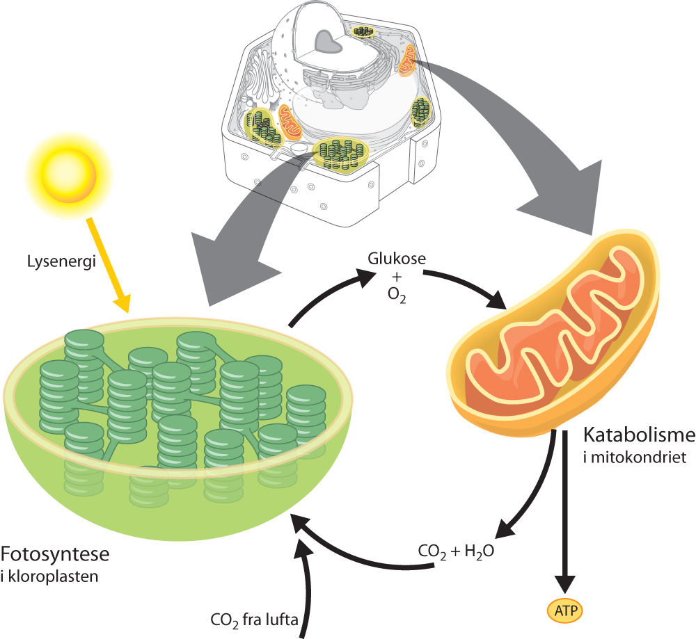 Katabolisme | BIOLOGIPEDIA