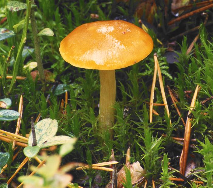 Basidiomycotina | BIOLOGIPEDIA