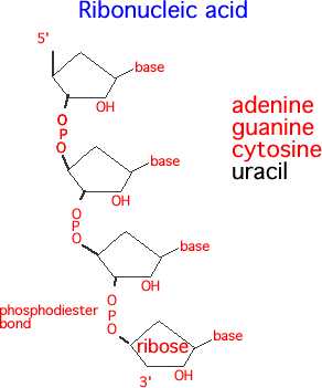 Struktur RNA | BIOLOGIPEDIA
