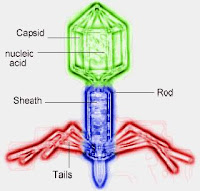 Struktur dan Anatomi Virus | BIOLOGIPEDIA