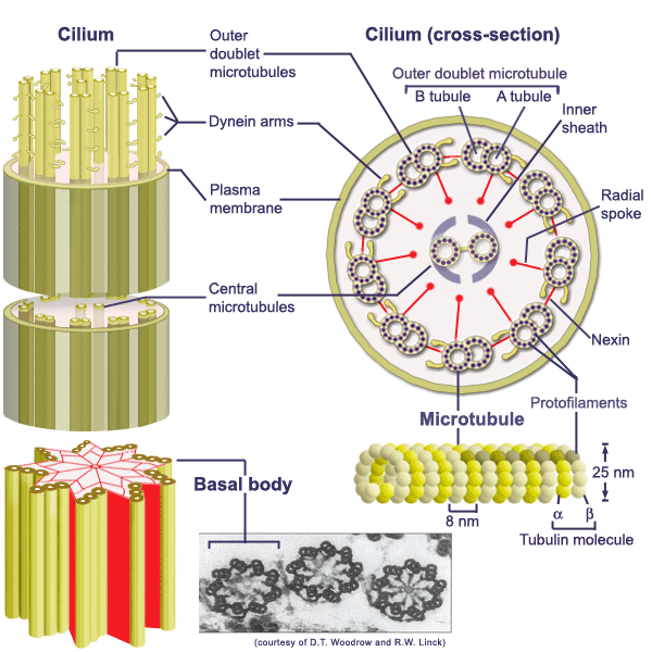 Mikrotubulus | BIOLOGIPEDIA